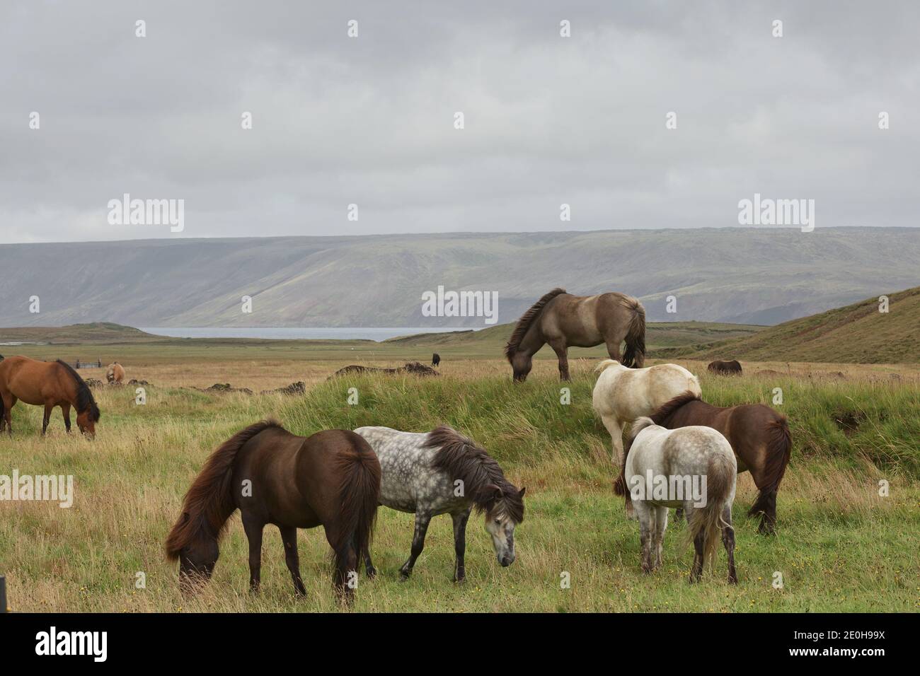 Cheval islandais dans le domaine de la nature pittoresque paysage de l ...