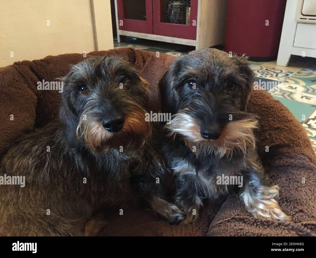 Chiot teckel à poil dur Banque de photographies et d’images à haute ...