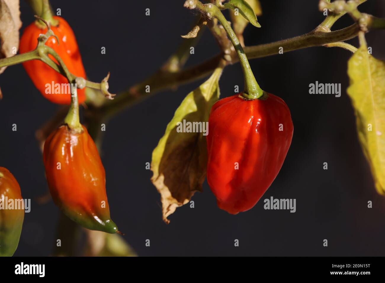Piments sur un arbuste Banque de photographies et d’images à haute ...