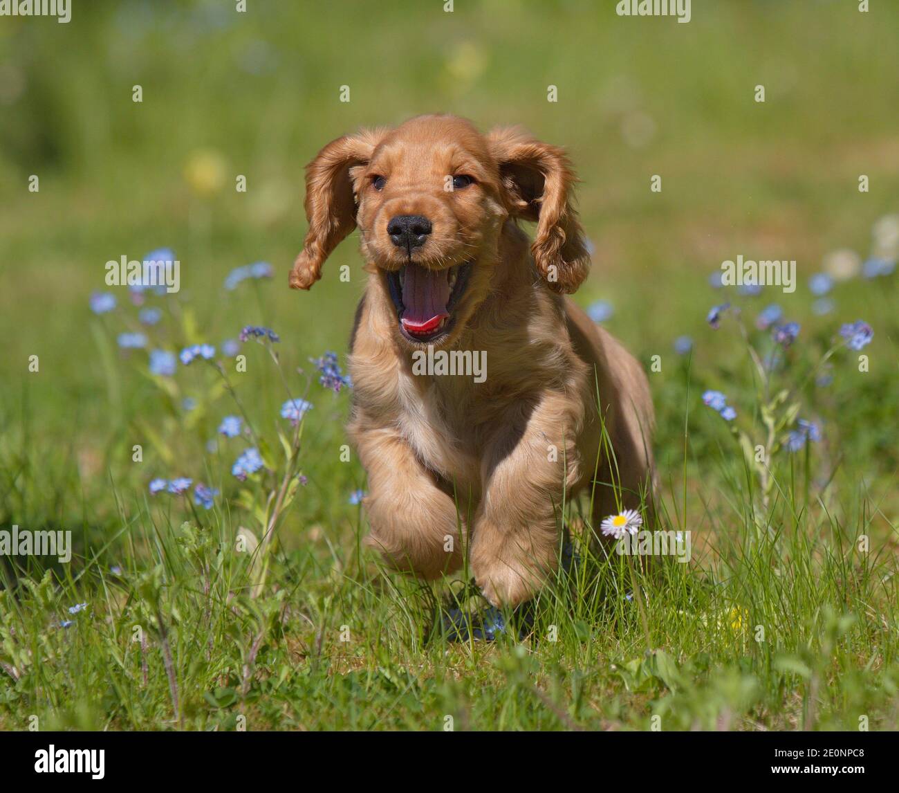 English cocker spaniel puppy Banque de photographies et d’images à ...