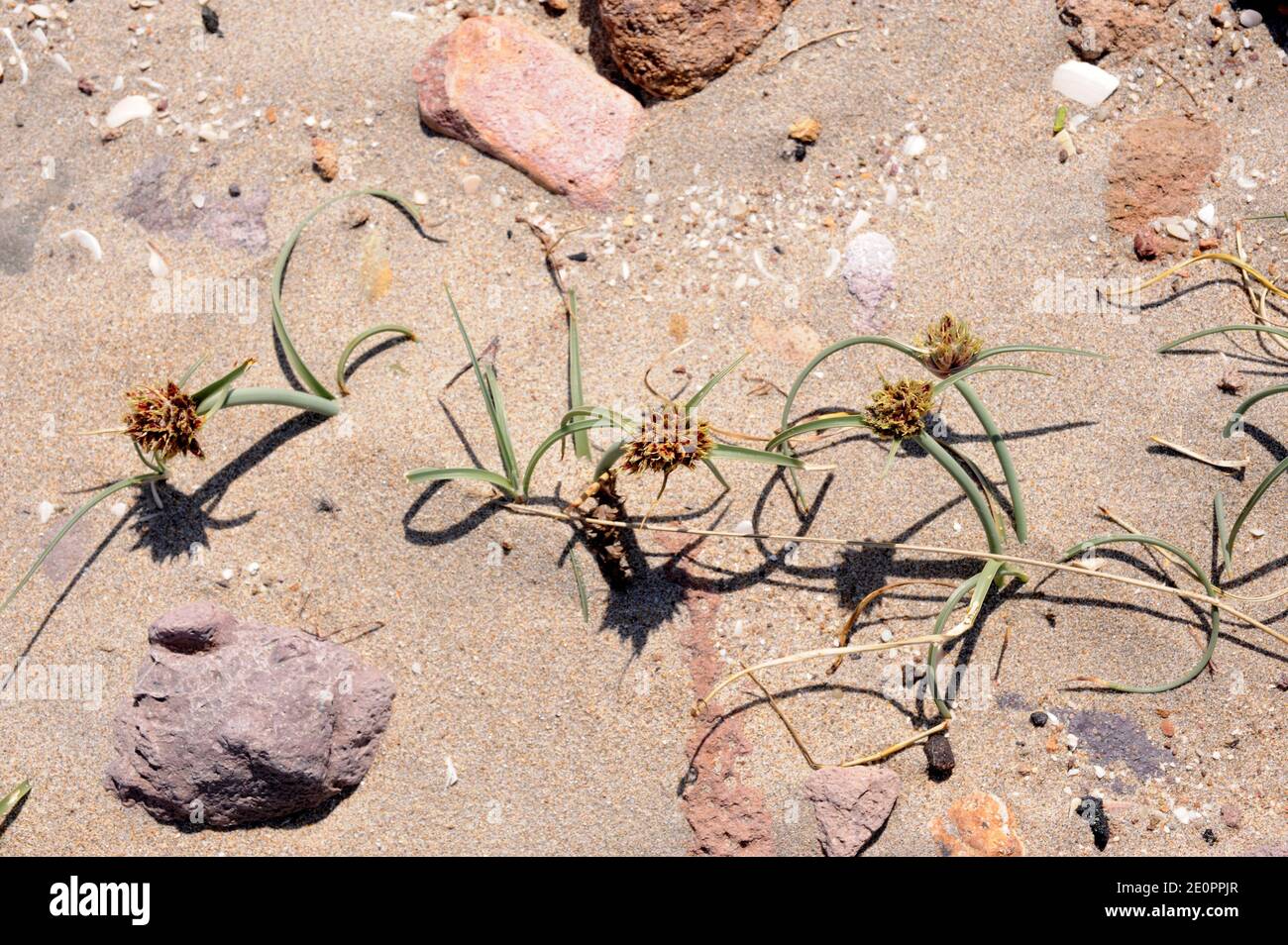 Chuzos (Cyperus capitatus) est une plante vivace originaire de la côte ...