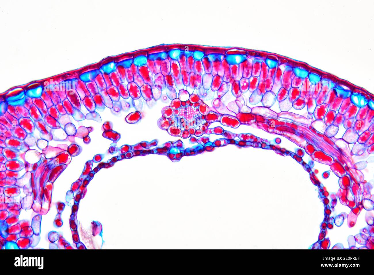 Calluna vulgaris microscope Banque de photographies et d’images à haute ...