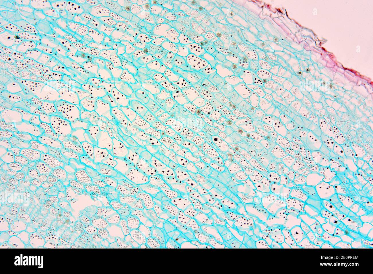 Racine tubéreuse microscope Banque de photographies et d’images à haute ...