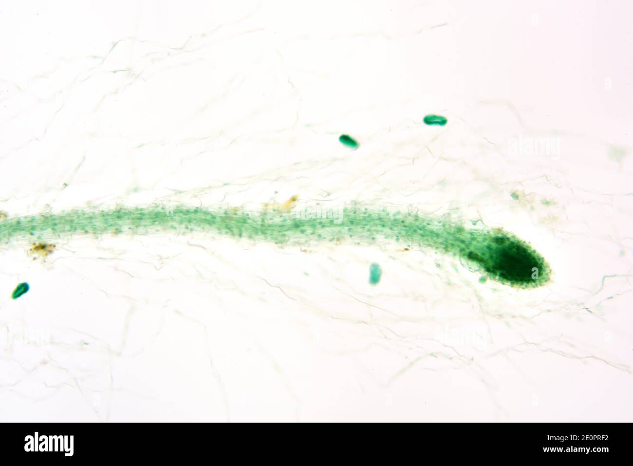 Poils absorbants Banque de photographies et d’images à haute résolution ...