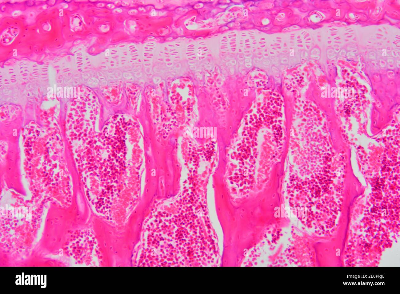 Section rouge Banque de photographies et d’images à haute résolution ...