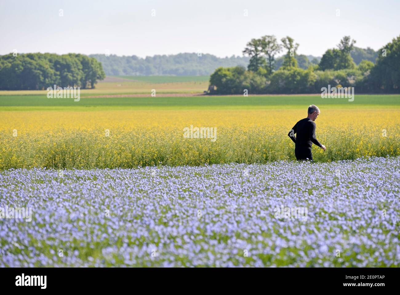 Champ De Lin Banque d'image et photos - Alamy