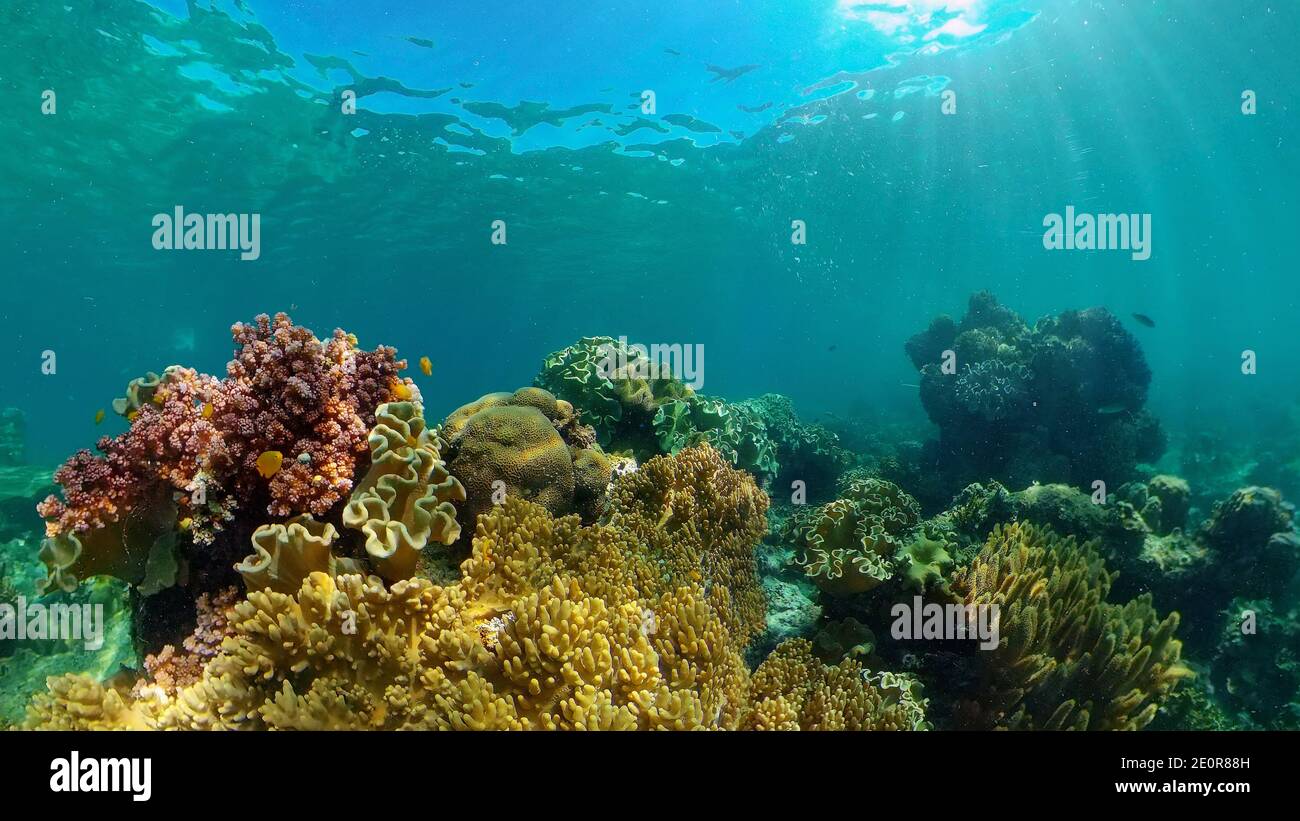 Poissons tropicaux et récif de corail à la plongée. Monde sous-marin ...