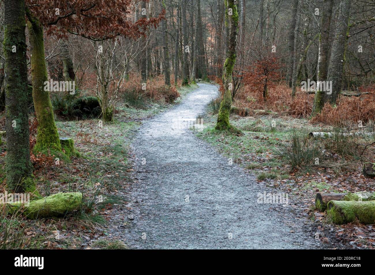White path moss Banque de photographies et d’images à haute résolution ...