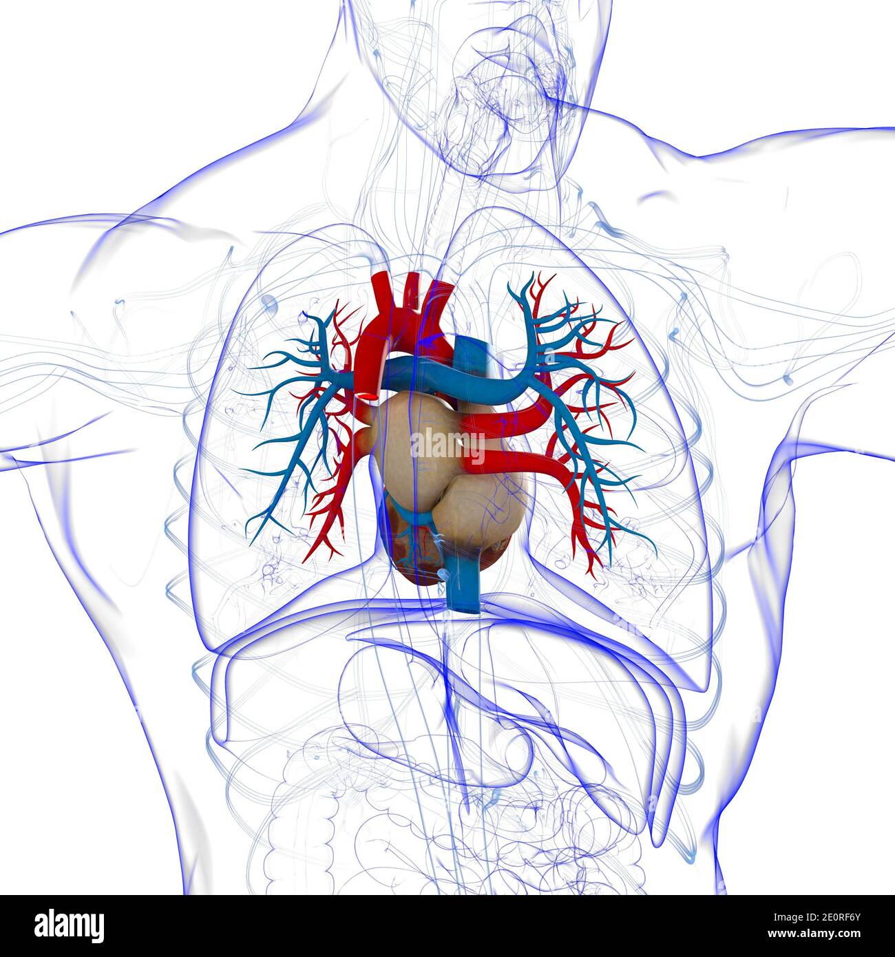 Anatomie du cœur humain pour l'illustration 3D du concept médical Photo ...