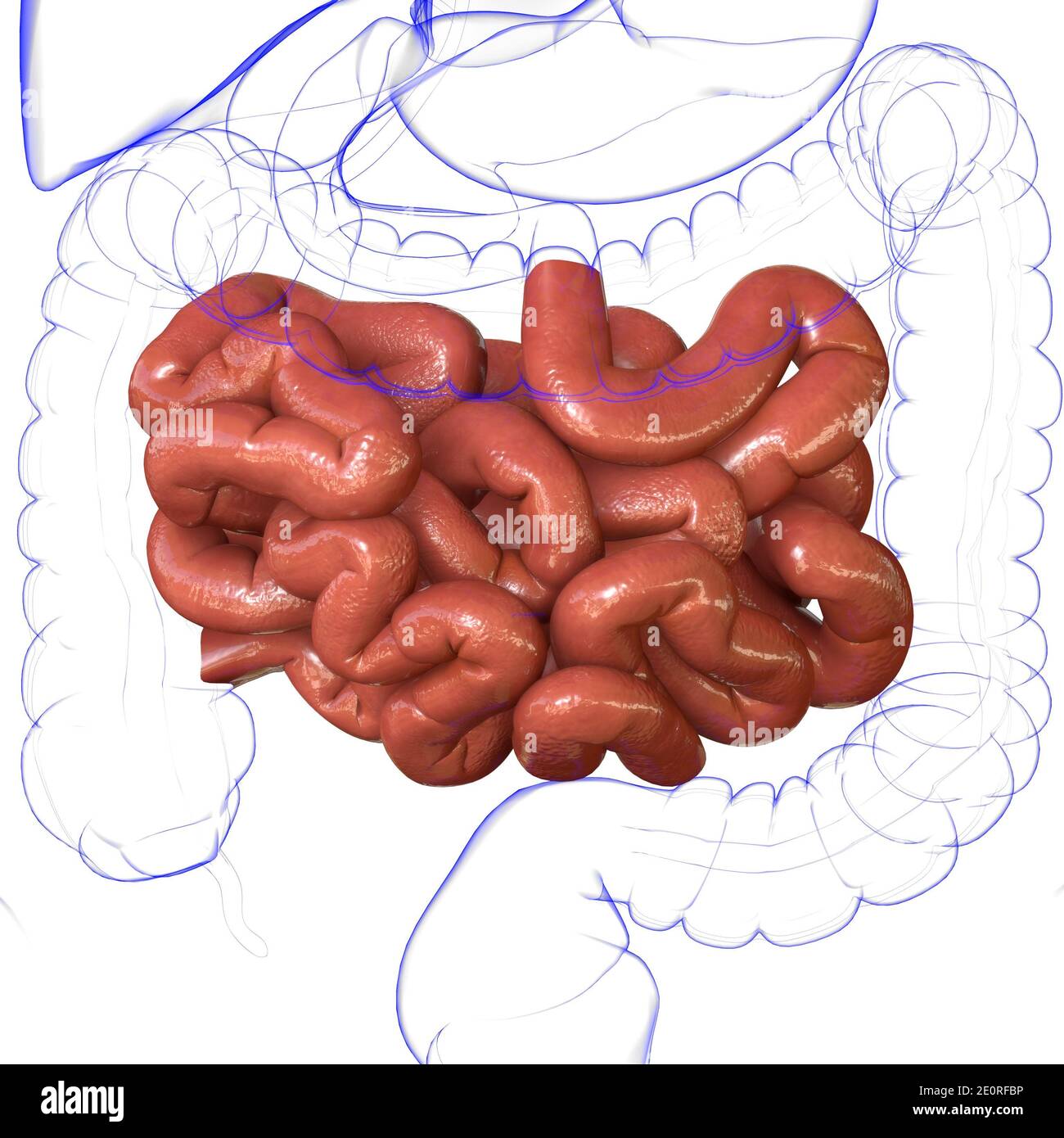 Intestin grêle 3D Illustration système digestif humain Anatomie pour ...