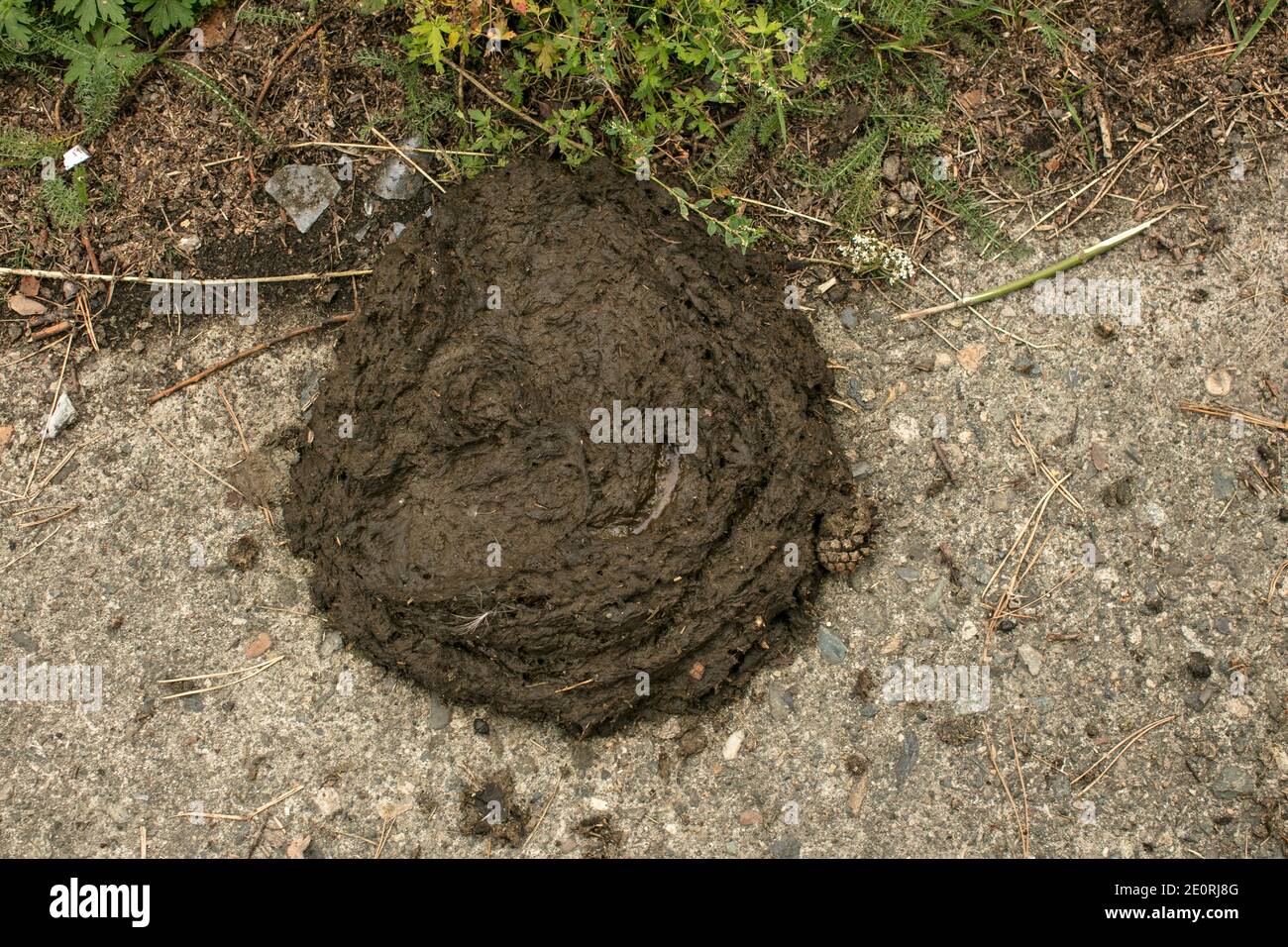 Cow Pat Poo Dung Banque d'image et photos - Alamy