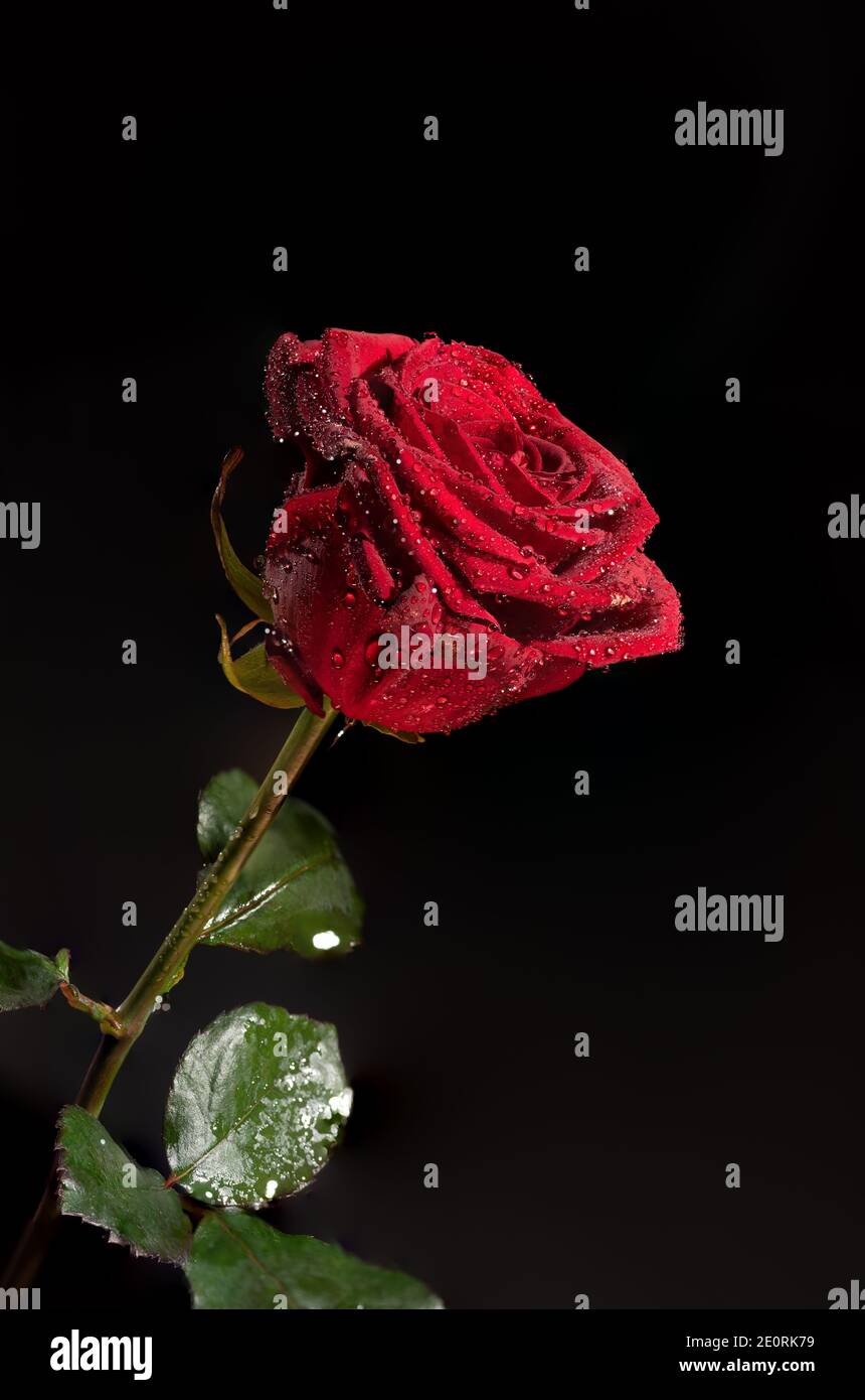 Plantes roses rouges Banque de photographies et d’images à haute ...