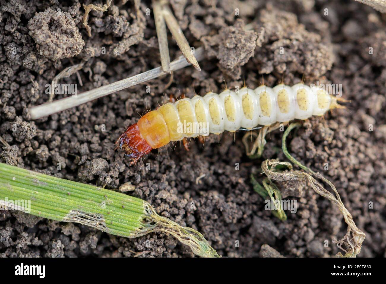 Zabrus tenebrioides Banque de photographies et d’images à haute ...