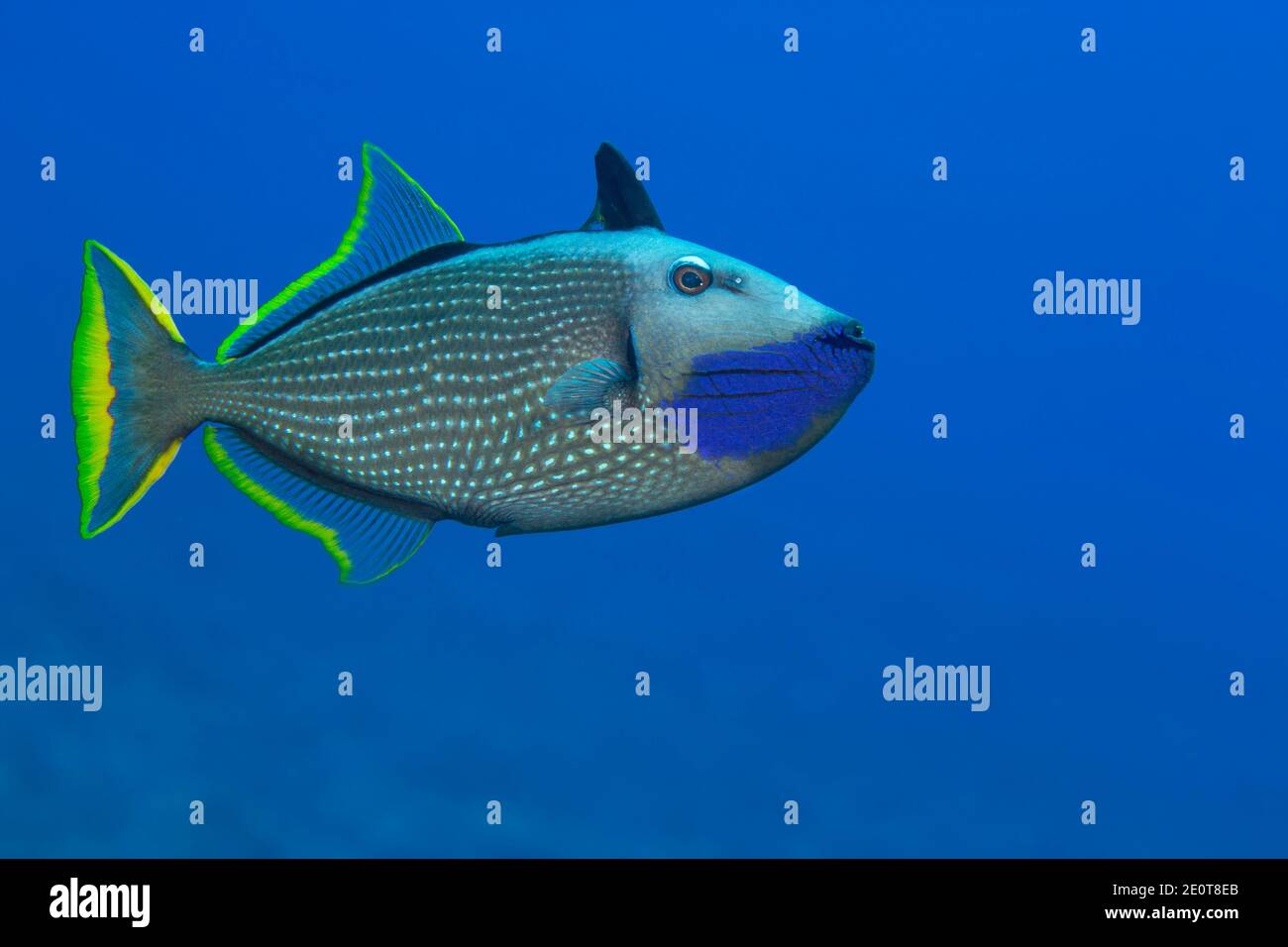 Female xanthichthys auromarginatus Banque de photographies et d’images ...
