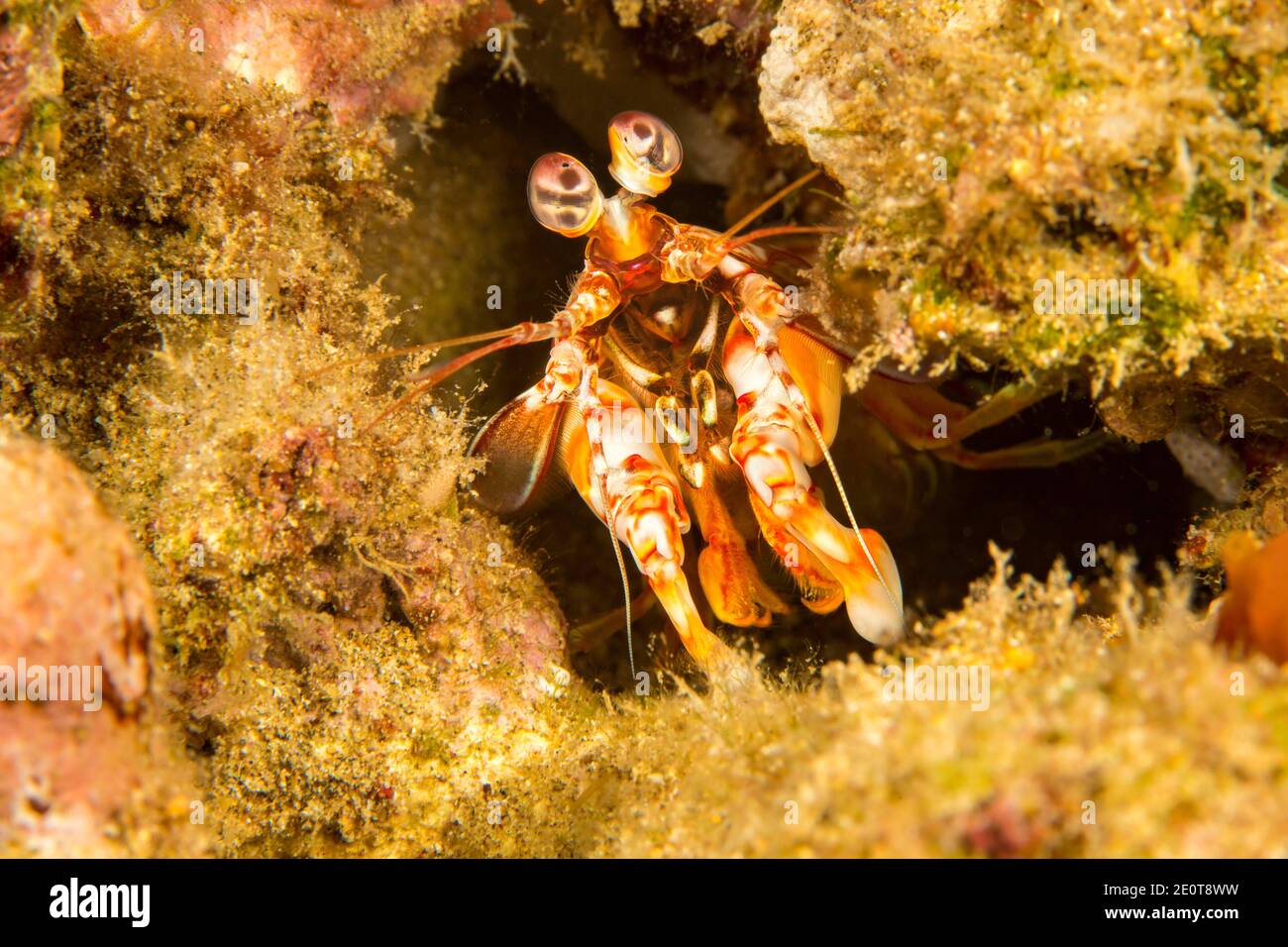 La crevette mantis à museau court, Odontodactylus brevirostris, est un ...