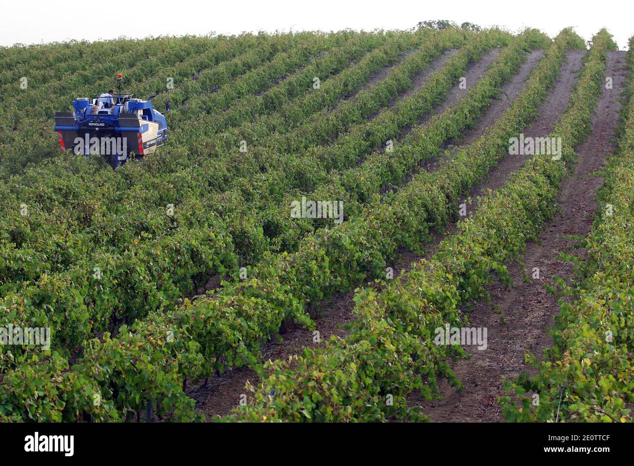 Salvador brau Banque de photographies et d’images à haute résolution ...