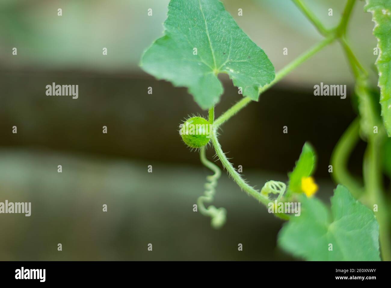 Cerise verte Banque de photographies et d’images à haute résolution - Alamy