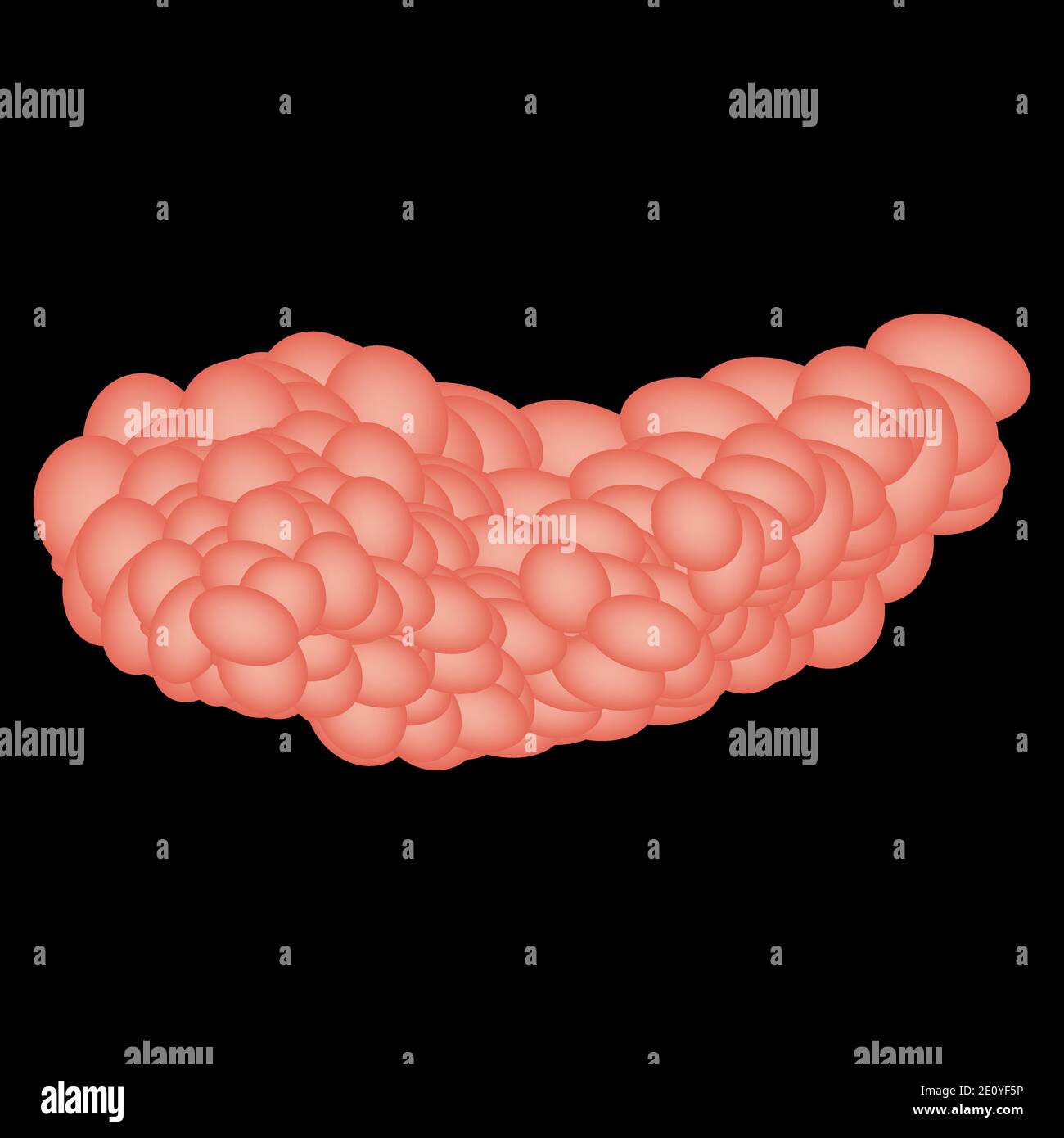 Sublingual salivary gland Banque de photographies et d’images à haute ...