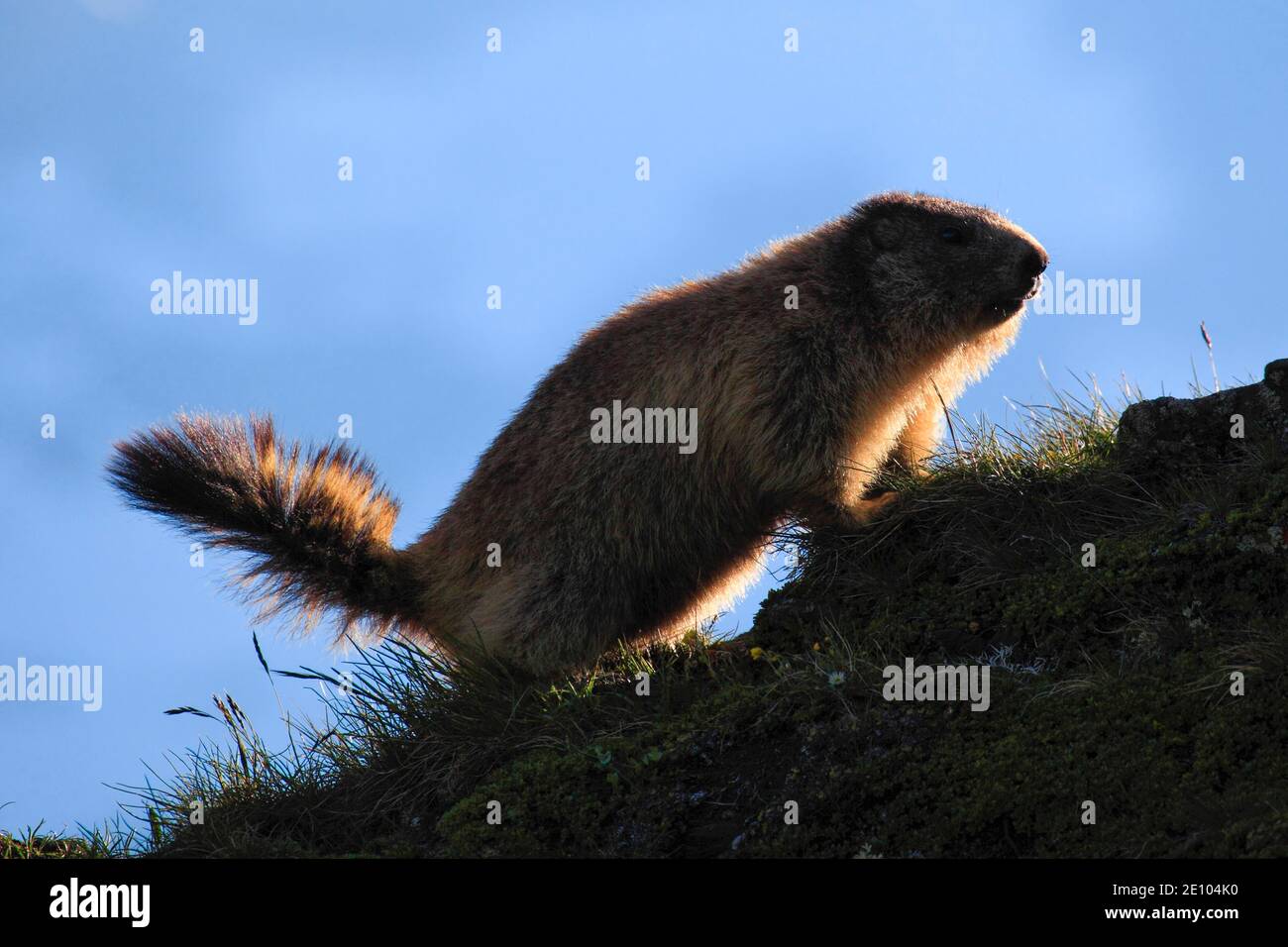 Marmotte montagne Banque de photographies et d’images à haute ...