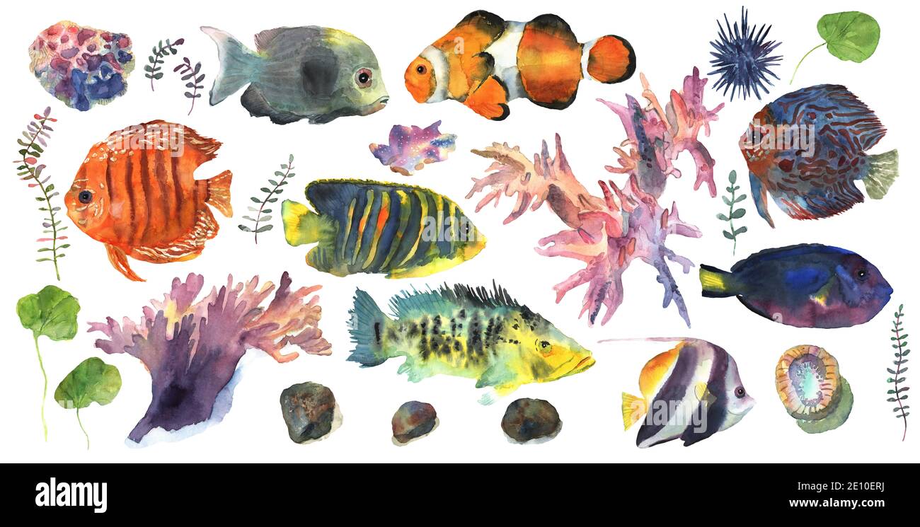 Tuna fish cartoon Banque d'images détourées - Alamy