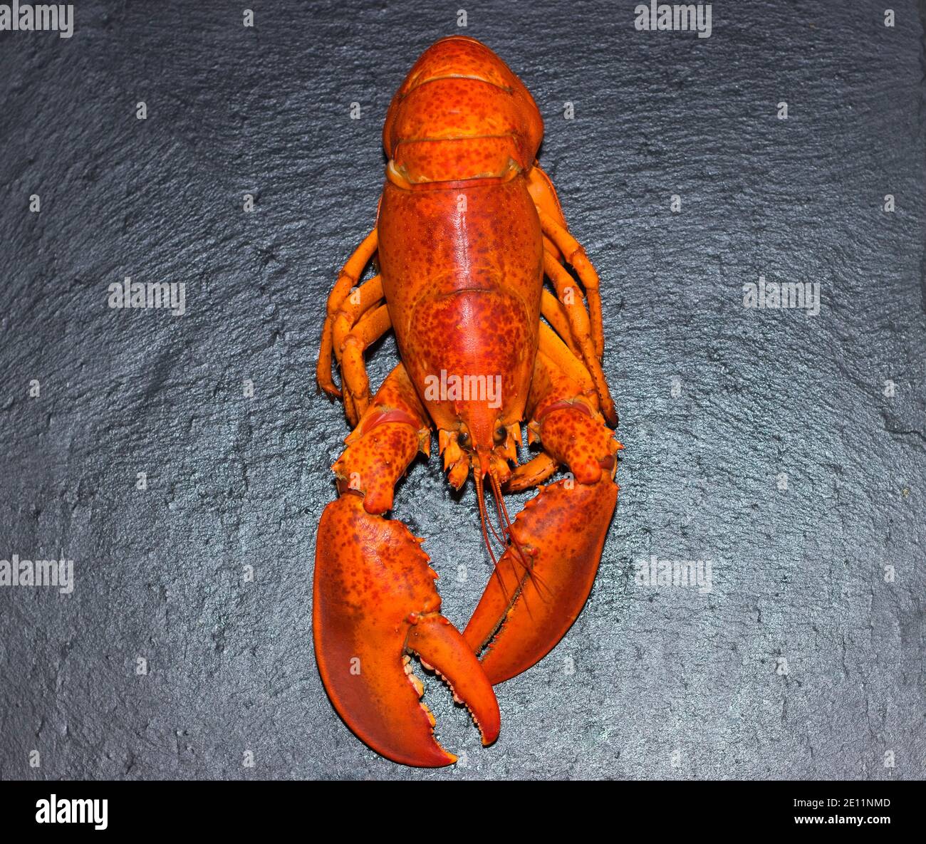 Homarus seafood Banque de photographies et d’images à haute résolution ...
