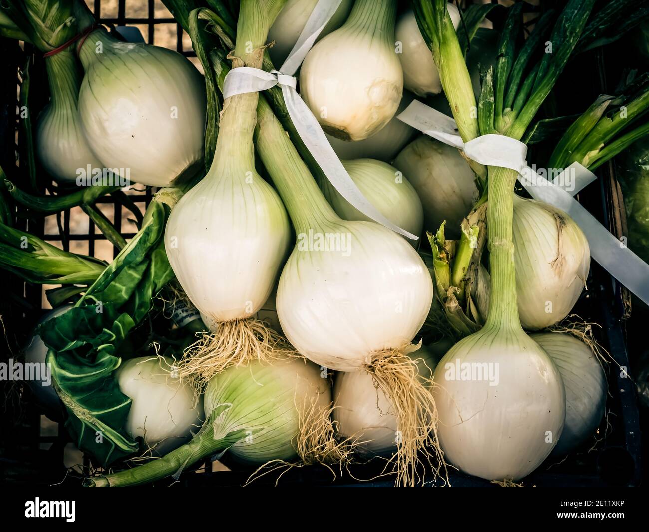 Oignon Allium Cepa Banque d'image et photos - Alamy