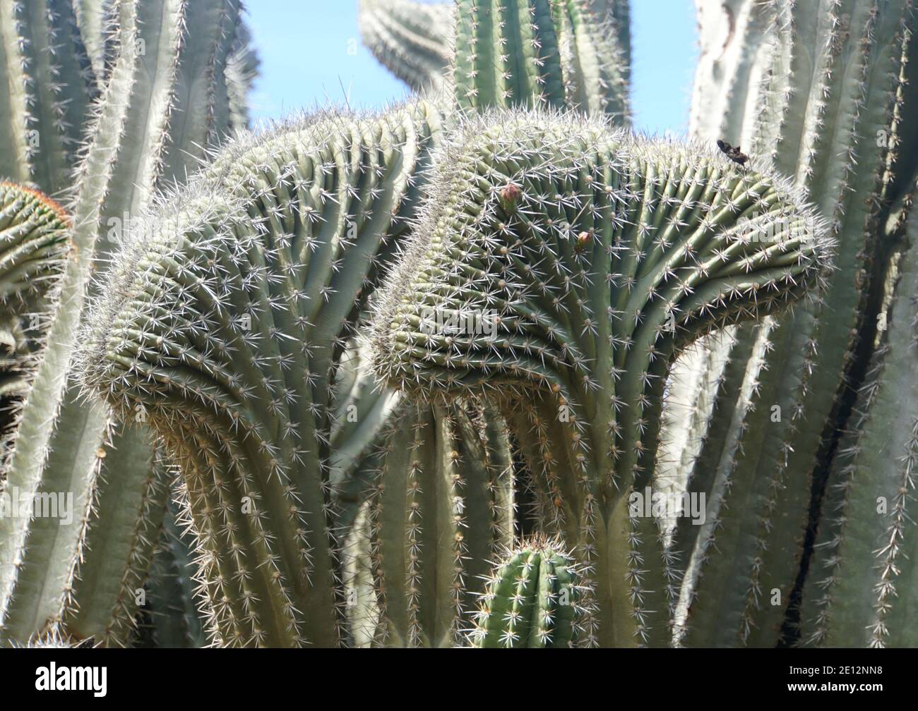 Aruba cactus Banque de photographies et d’images à haute résolution - Alamy