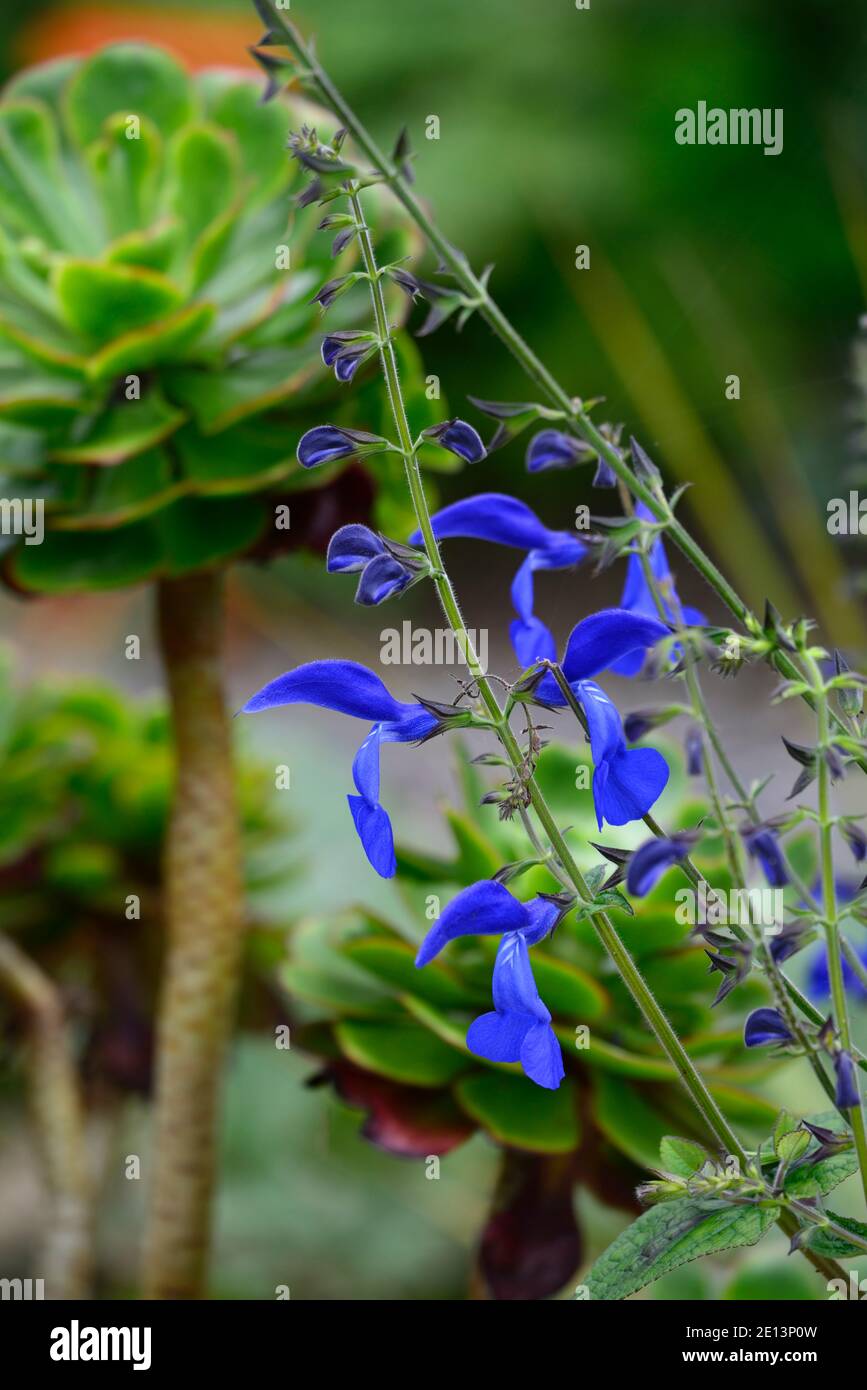 Salvia patens Banque de photographies et d’images à haute résolution ...