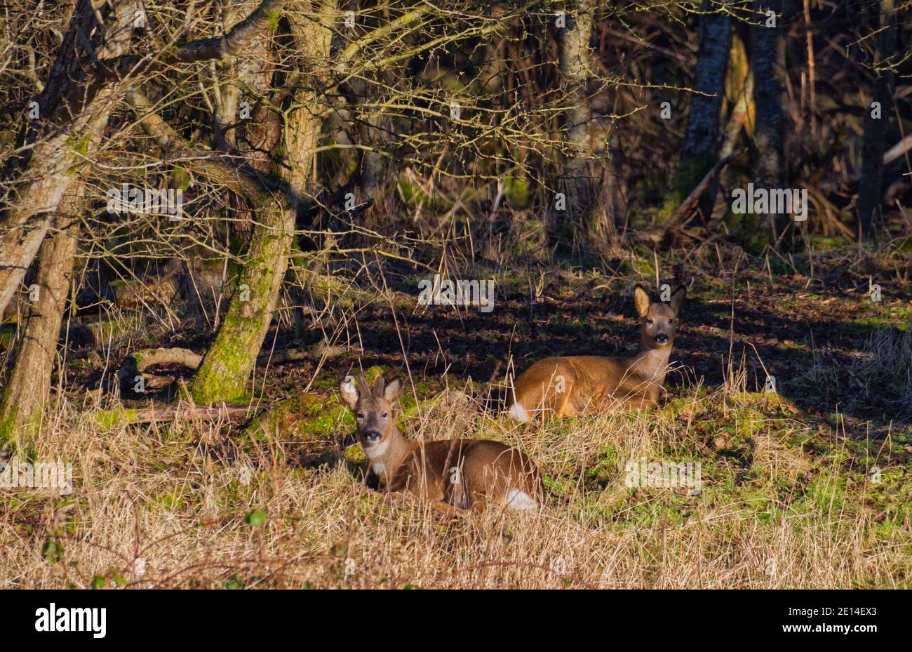 Chevreuil buck biche Banque de photographies et d’images à haute ...