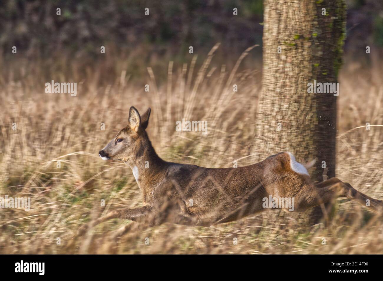 Chevreuil buck biche Banque de photographies et d’images à haute ...