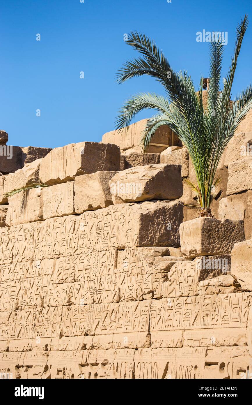 Egyptian hieroglyphics tree Banque de photographies et d’images à haute ...