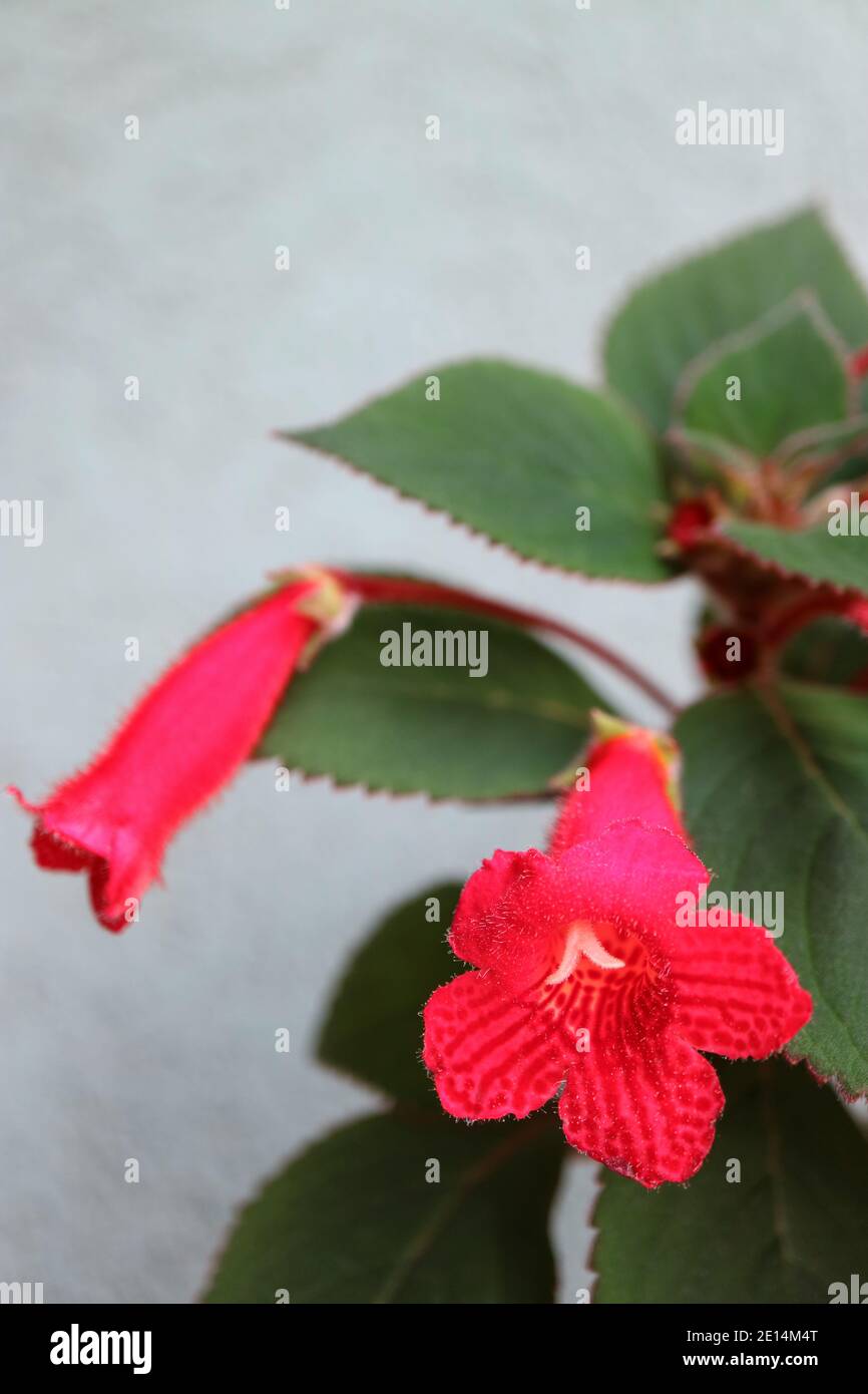 Kohleria rongo rouge Banque de photographies et d’images à haute ...