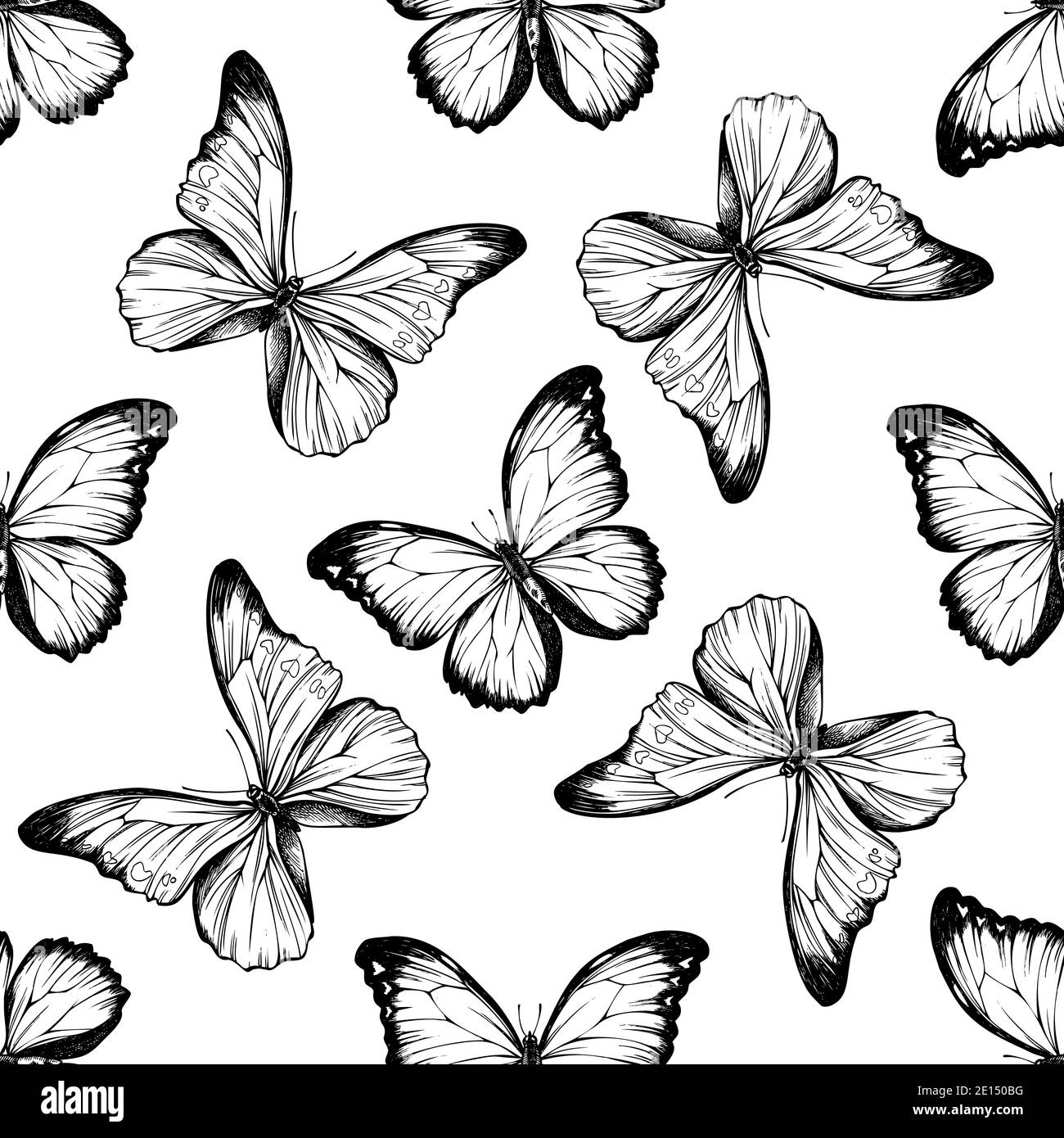 Morpho morpho menelaus Banque d'images noir et blanc - Alamy