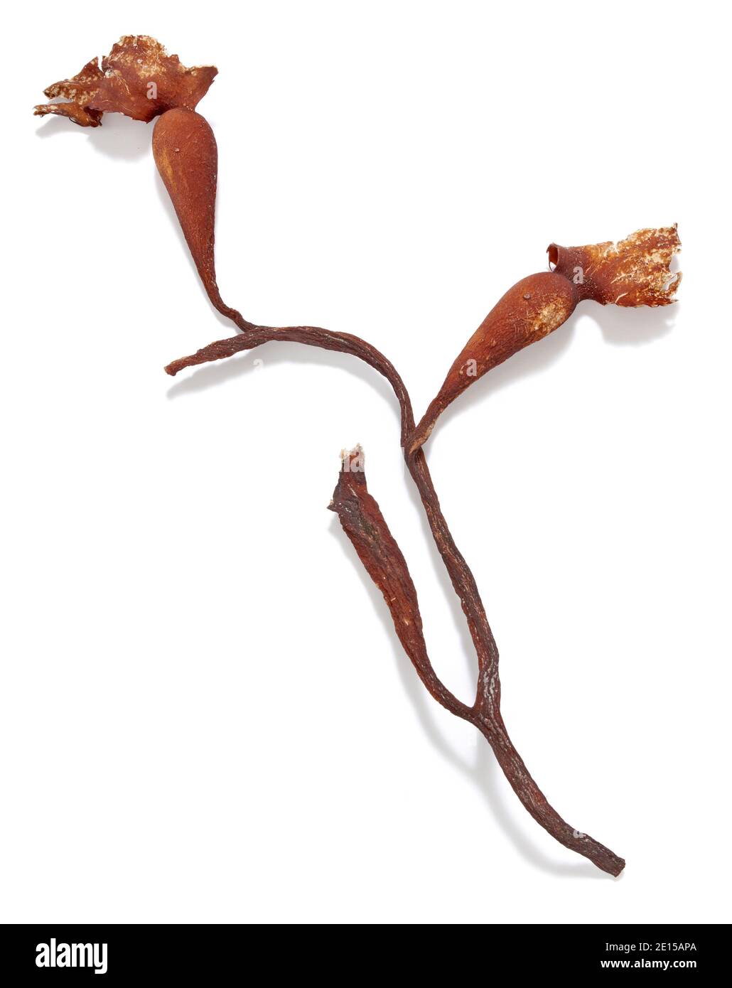 Varech sec Banque d'images détourées - Alamy