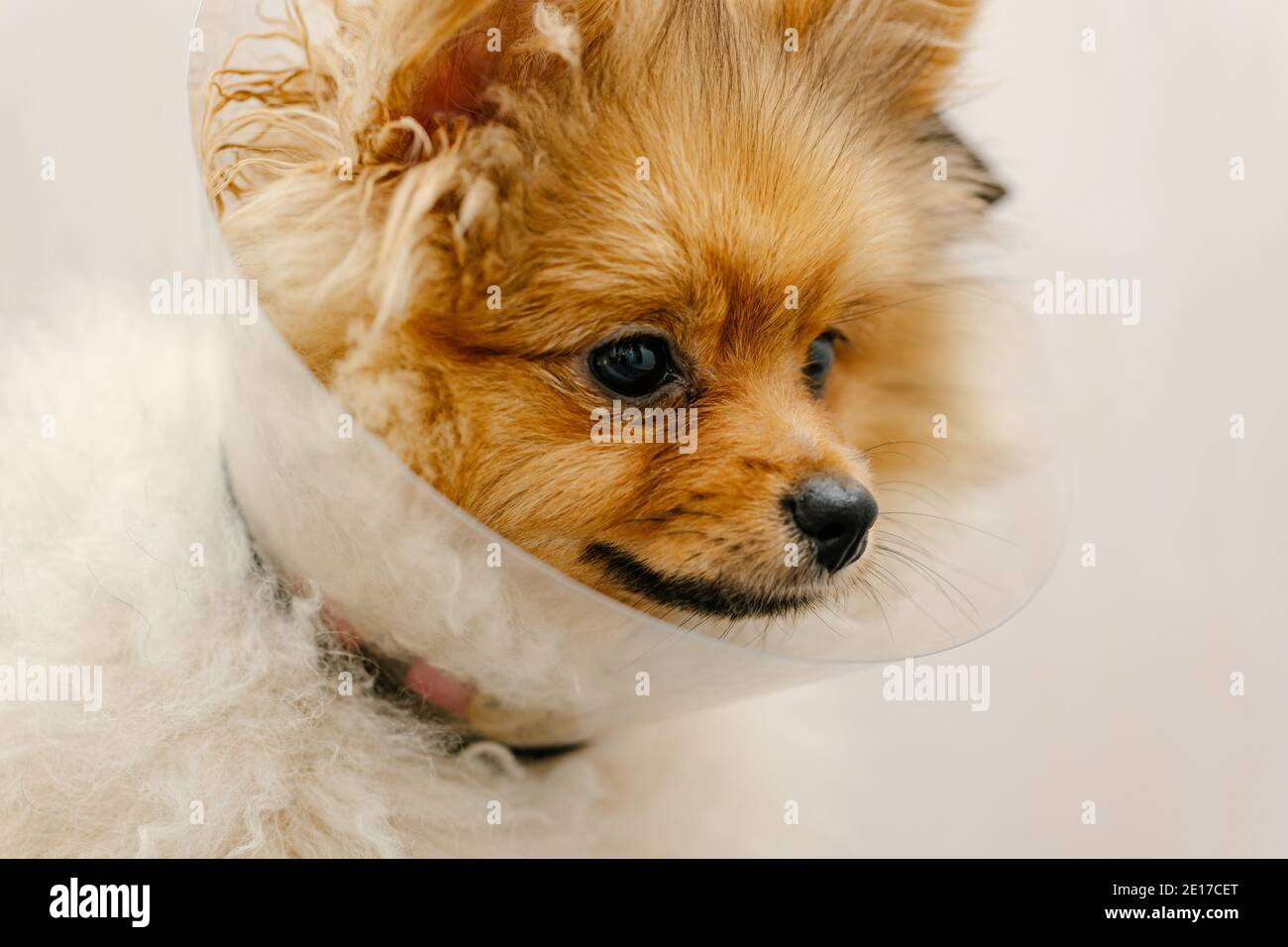 Animal malade chez le vétérinaire Banque de photographies et d’images à ...