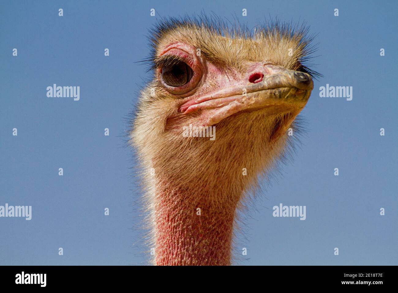 Autruche africaine struthio camelus en ferme Banque de photographies et ...