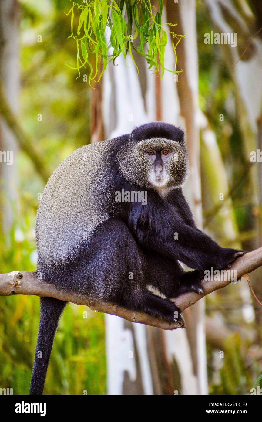 Singe bleu Banque de photographies et d’images à haute résolution - Alamy