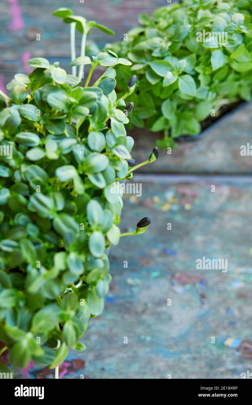 Gros plan du tournesol au basilic dans la boîte, germination des ...