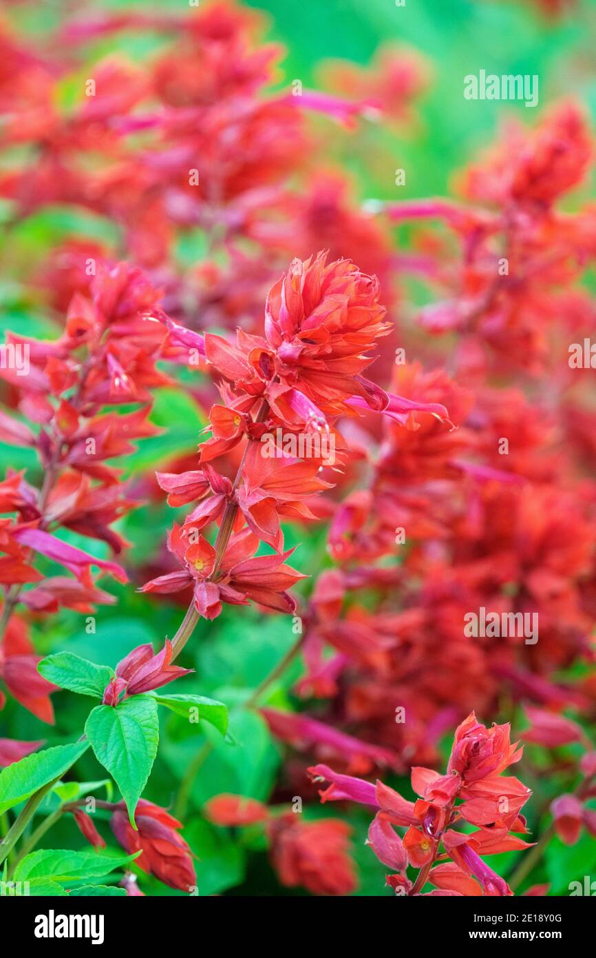 Salvia splendens Banque de photographies et d’images à haute résolution ...
