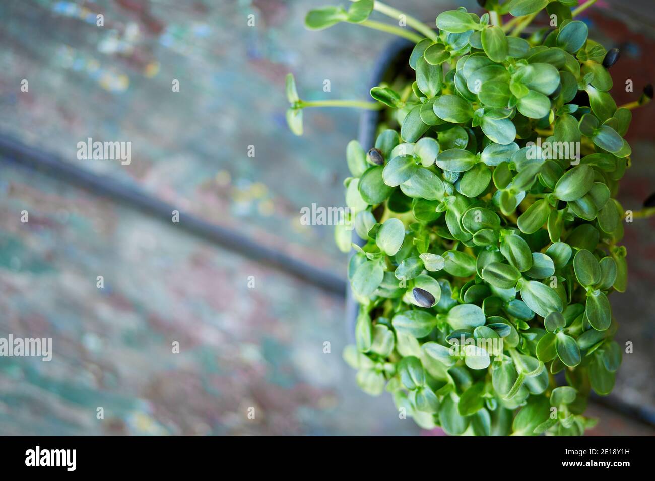 Gros plan du tournesol au basilic dans la boîte, germination des ...