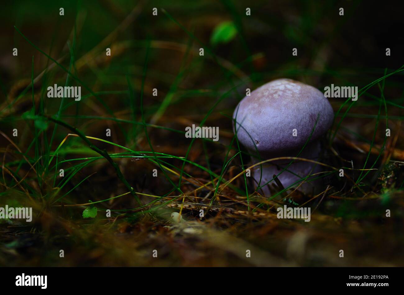 Champignon violet Banque de photographies et d’images à haute ...