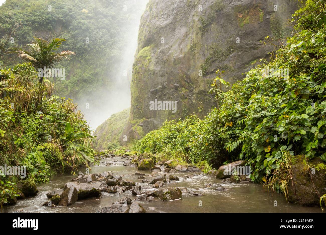 Paysage de forêt tropicale montagnarde extrêmement humide dans la ...