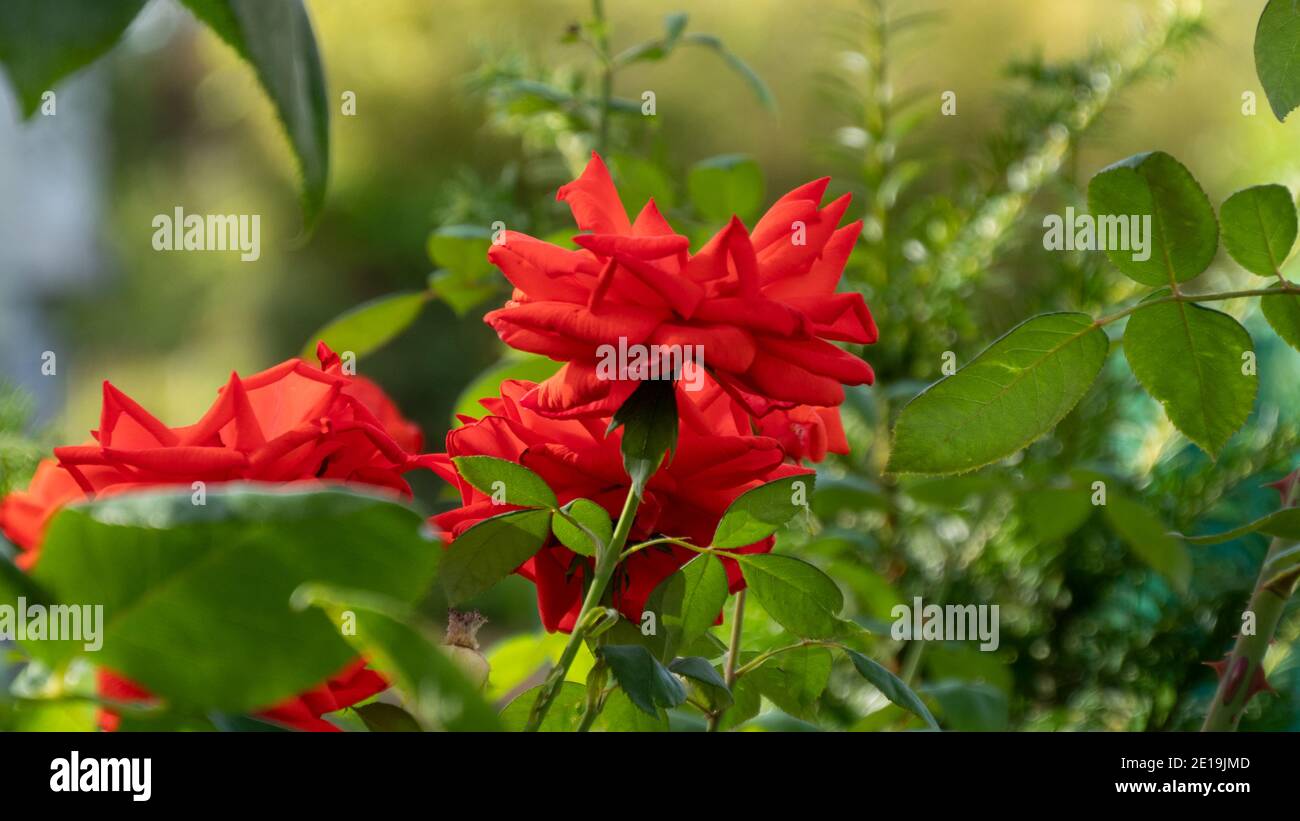 Nice roses Banque de photographies et d’images à haute résolution - Alamy