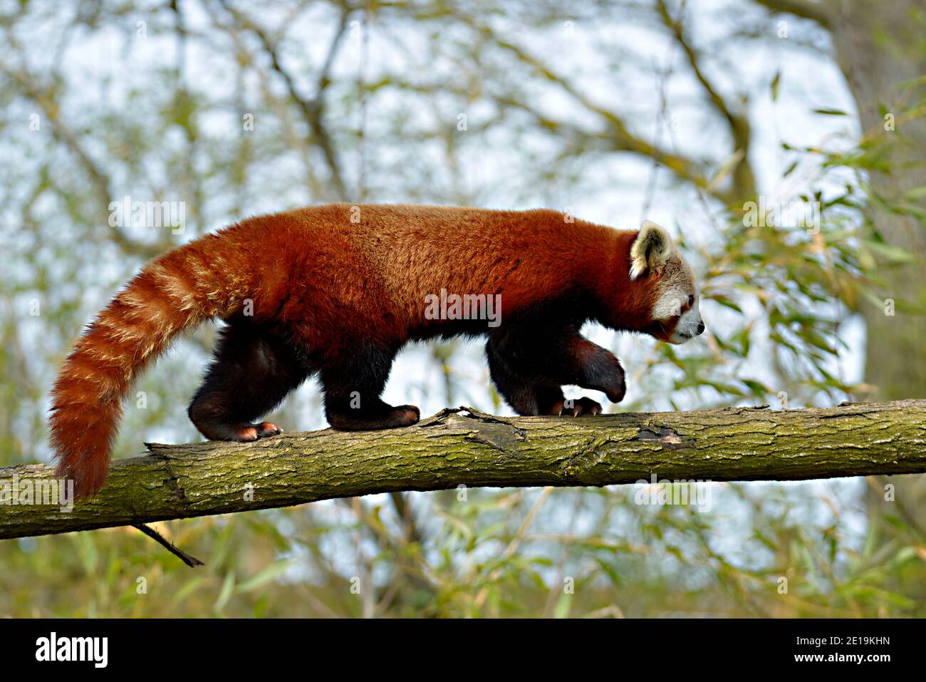 Panda profile Banque de photographies et d’images à haute résolution ...