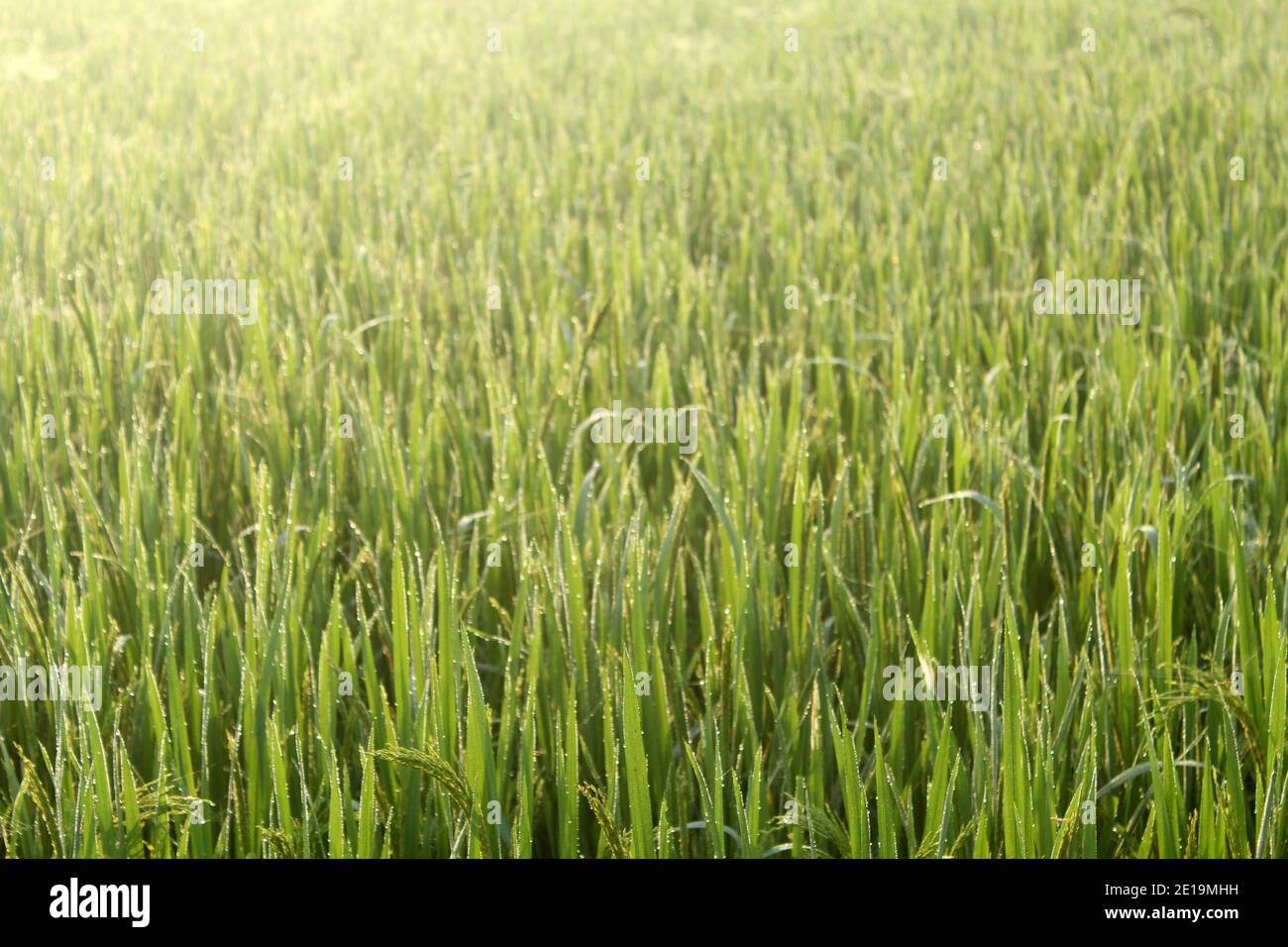 Rizière inde Banque de photographies et d’images à haute résolution - Alamy