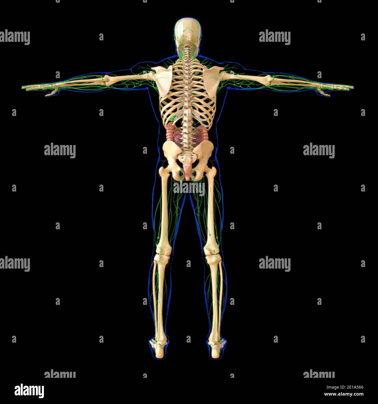 Intestin grêle et gros intestin 3D Illustration système digestif humain ...