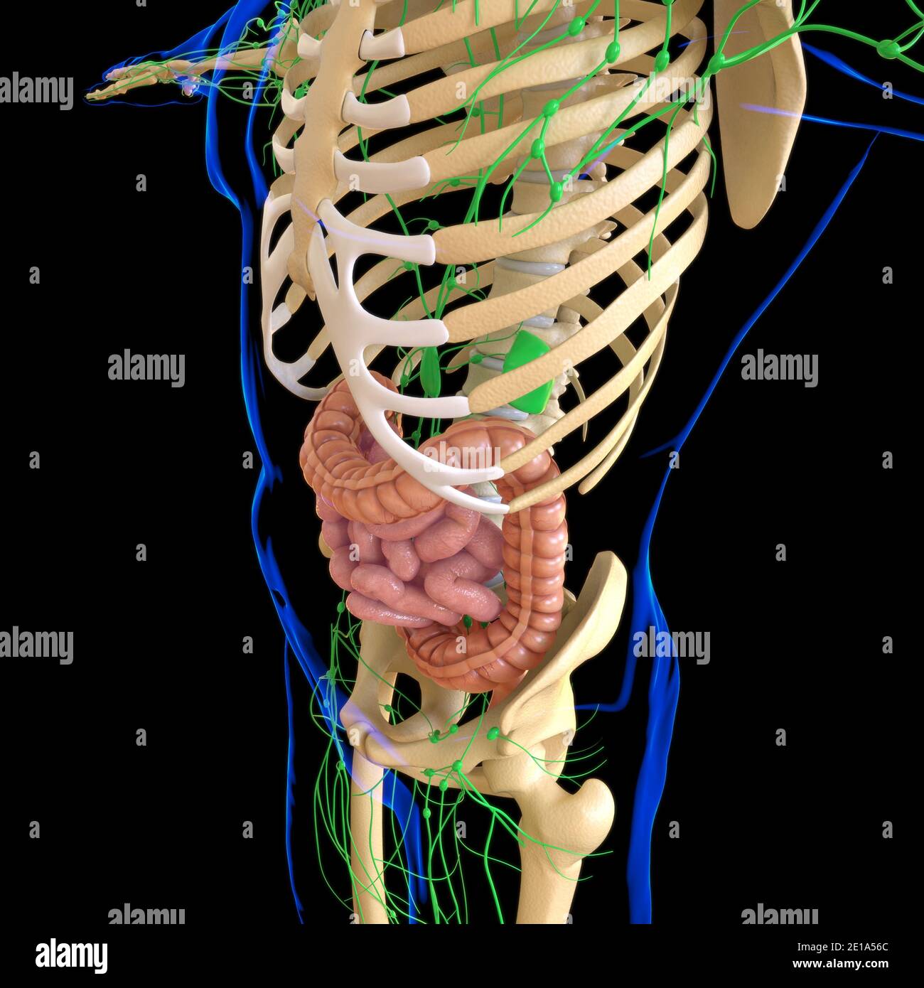 Intestin grêle et gros intestin 3D Illustration système digestif humain ...