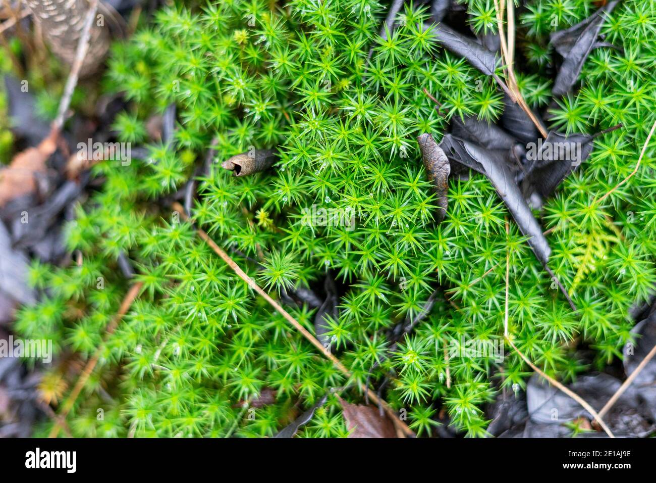 Mousse de tourbe verte Banque d'image et photos - Alamy