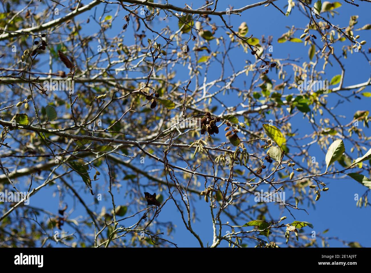 Port ouvert, aulne blanc, Alnus rhombifolia, Betulaceae, arbre monoïque ...