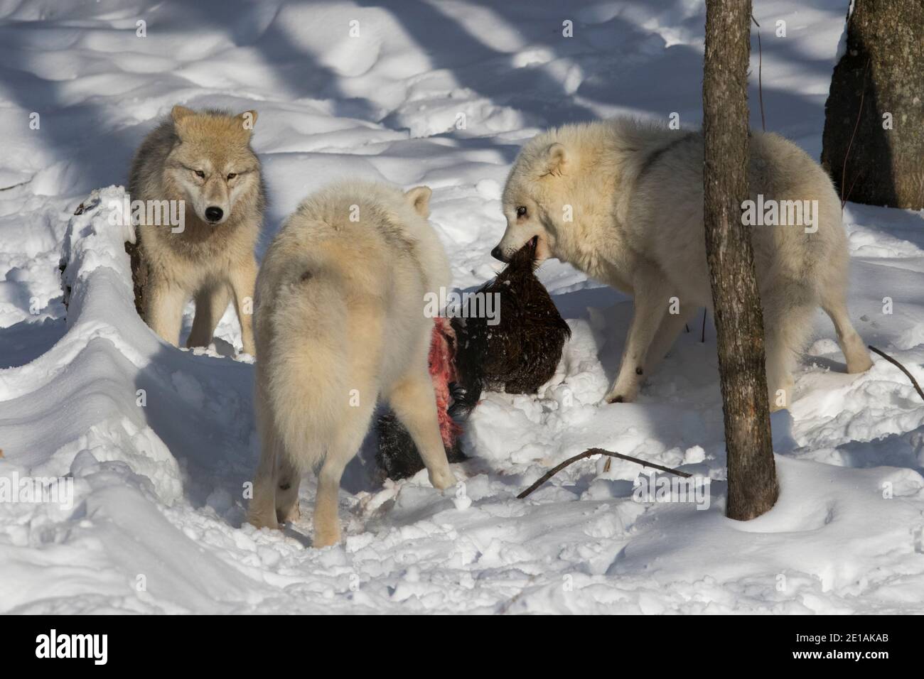 Loup arctique canis lupus tundrarum Banque de photographies et d’images ...